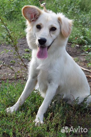 Собака из приюта ищет дом