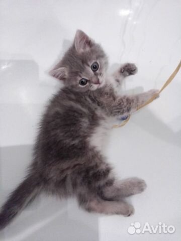 Котёнок в хорошие руки