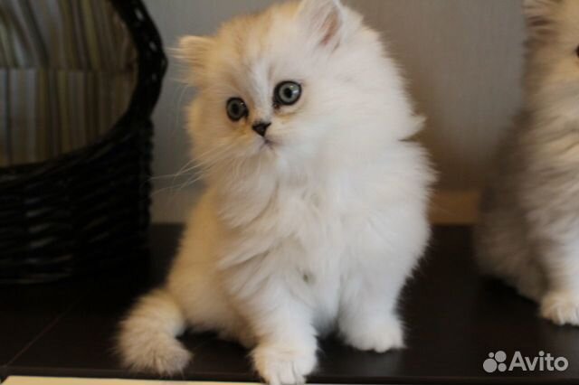 Котик хайленд страйт