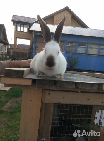 Кролик на племя