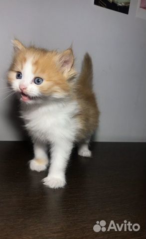 Котенок полупородистый(мальчик)