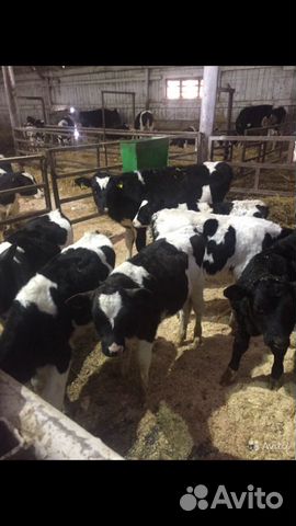 Бычки до 4х месяцев