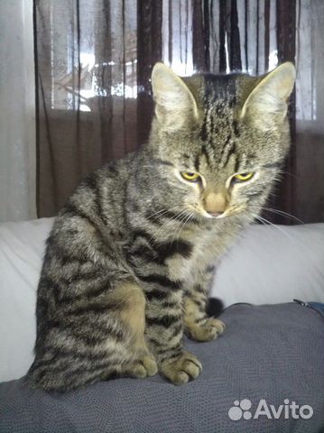 Полосатый котенок Ларсон