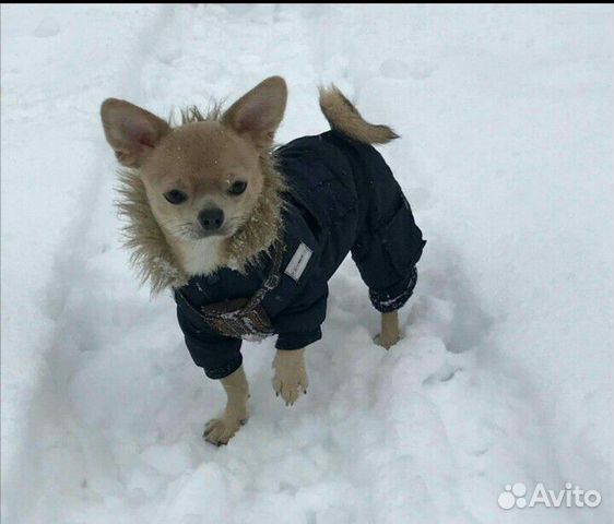 Красавец голубо-палевый чих для вязок