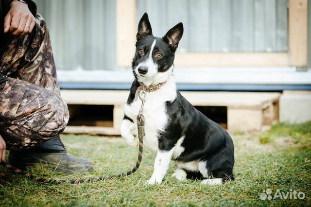 Маленькая собачка похожая на вельш-корги Умка ищет
