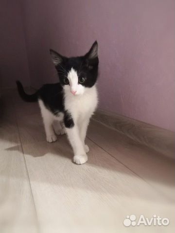 Котенок в добрые руки