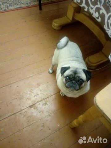 Продаю мопс стризованая одам добрые руки