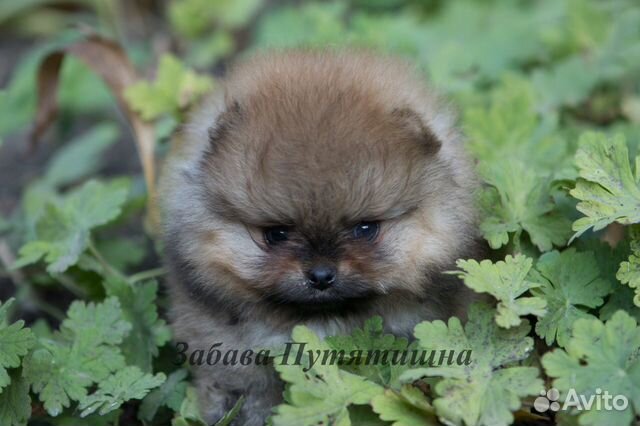 Мальчик необыкновенной красоты