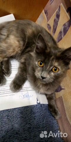 Пропала кошка. Если кто видел сообщите, пожалуйста