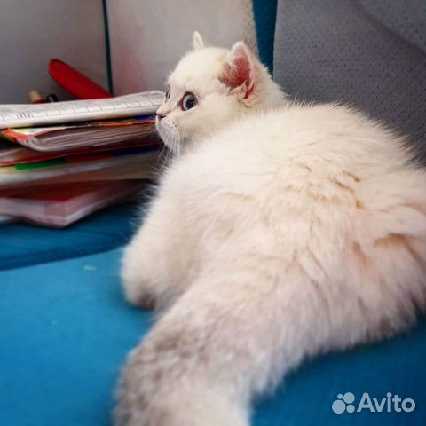Британский котенок колор поинт