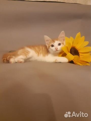 Очаровательный котенок Шик ищет дом