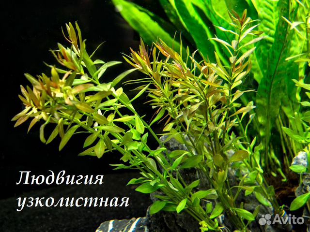 Аквариумные растения неприхотливые, грунт, улитки