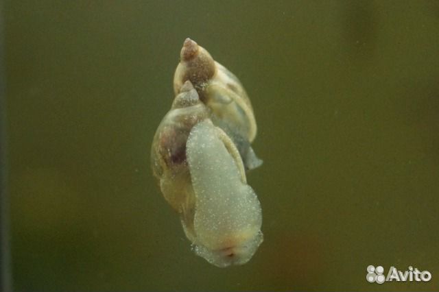 Улитки покемоны и грунтовые мелании и обмен