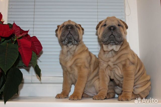 Яркие малыши складчатого Шар-Пея