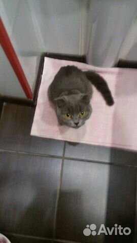 Нашлась кошечка