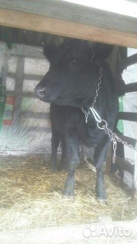 Продам телку