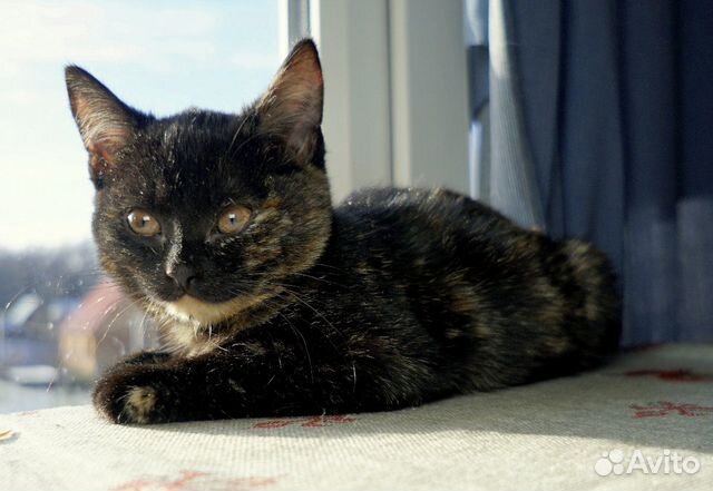 Шотландские черепаховые котики в подарок