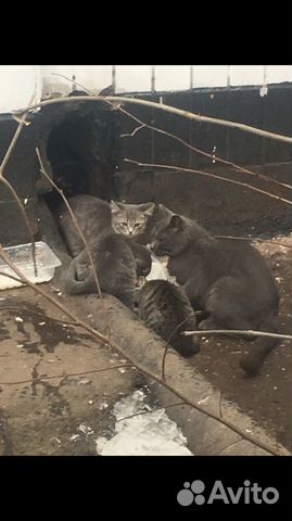 Бездомный котёнок будет рад обрести хозяина