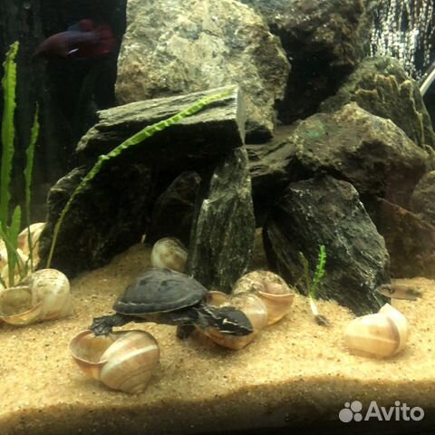 Мускусная черепаха