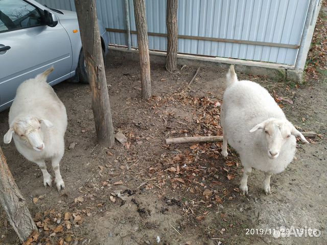 Бычок. и козочки