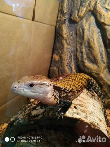 Сцинк синеязыкий