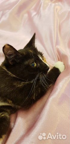 Котенок трехцветка 3,5мес в добрые руки