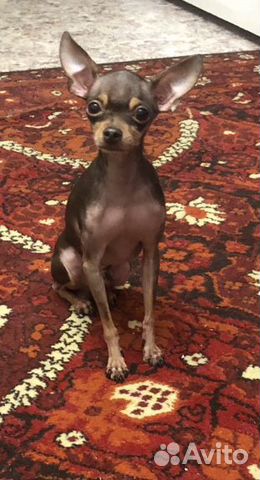 Той-терьер вязка