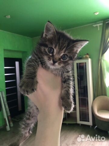 Замечательный малыш с тигровым окрасом в добрые ру