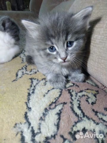 Котеночек в добрые руки