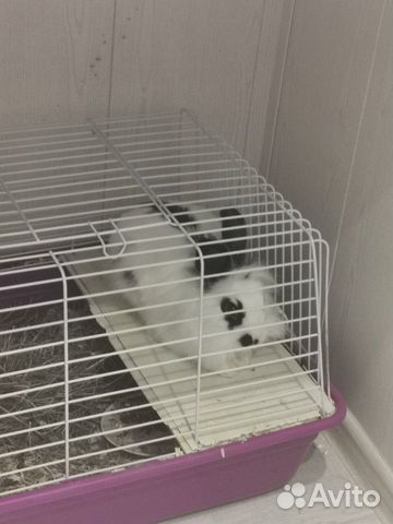 Отдам в добрые руки декоративного кродика