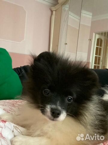 Померанский шпиц