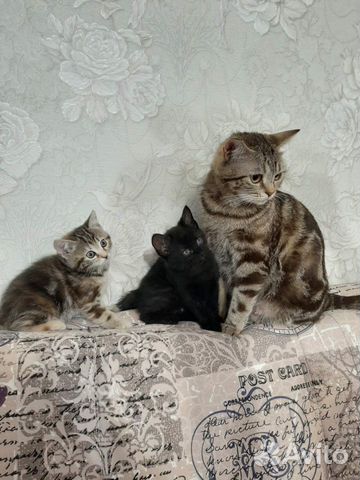 Черный мальчик и очаровательная девочка