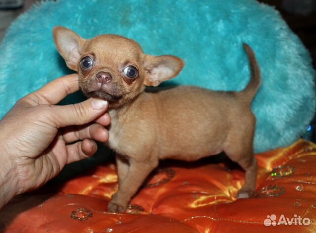 Чихуахуа Пышка-малышка