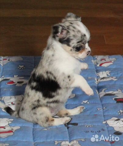 Девочка голубое мерле