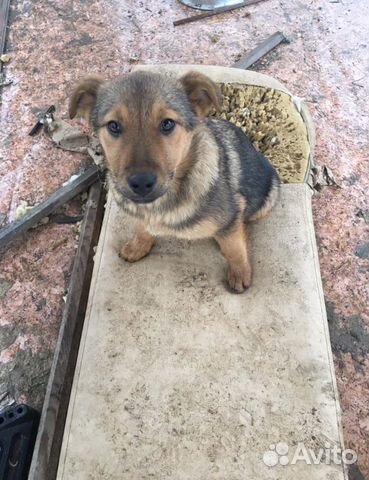 SOS Экстренно щенки в добрые руки