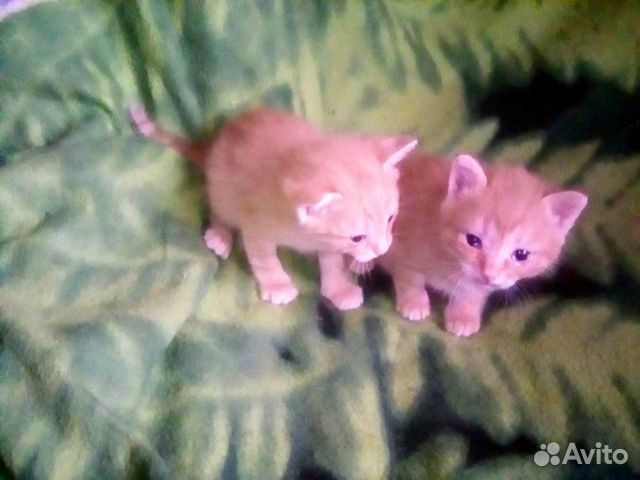 Котята
