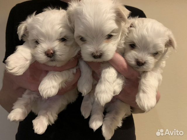 Щенки Мальтезе (мальтийская болонка)