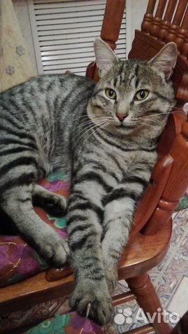 Отдам кота в хорошие руки Причина в том,что