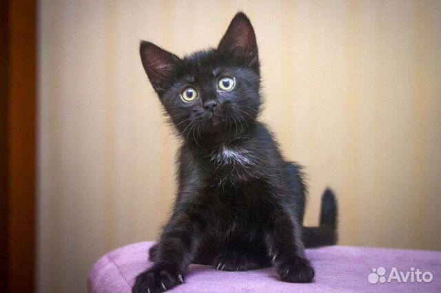 Котёнок Чарли ищет дом