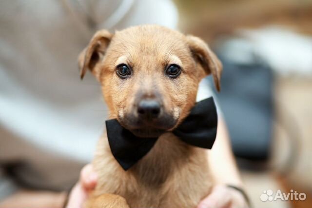 Пирожок ищет дом