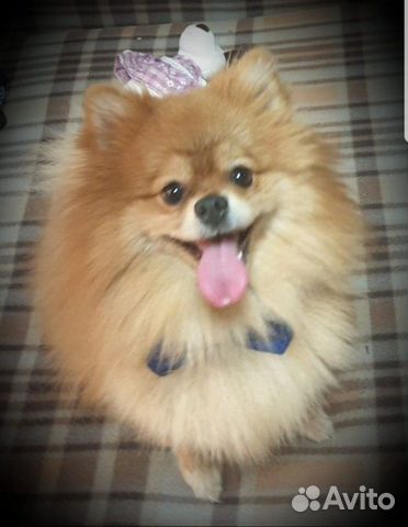 Шпиц, невеста ищет жениха на вязку