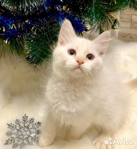 Невские маскарадный котята red point