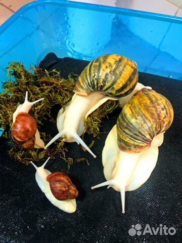 Улитки Архахатины сп Бенин