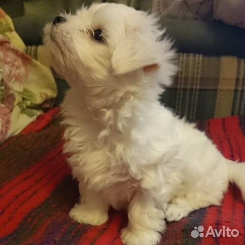 Малыш мальтезе (мальтийская болонка)