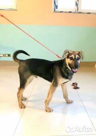 Щенок (мальчик. 4 месяца) в добрые руки