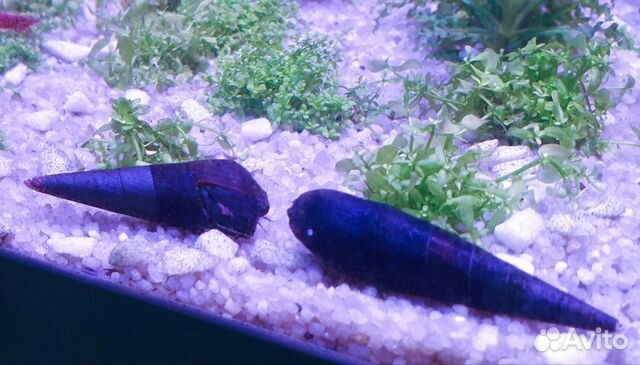 Улитка "Шип дьявола" (Faunus lava snail)