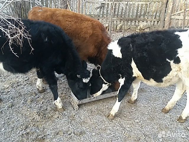 Продаются 3 телочек возраст 11-12мес