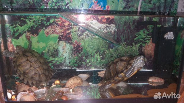 Красноухие черепахи