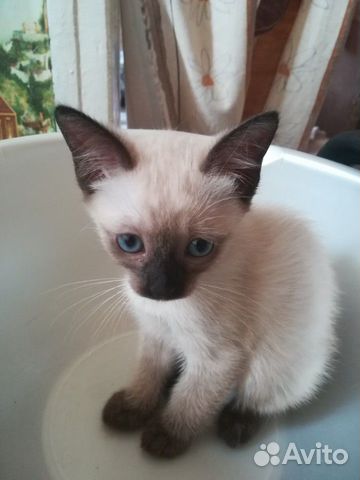 Тайская кошечка