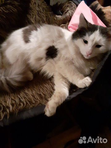 Малышу Мурзику очень нужен дом